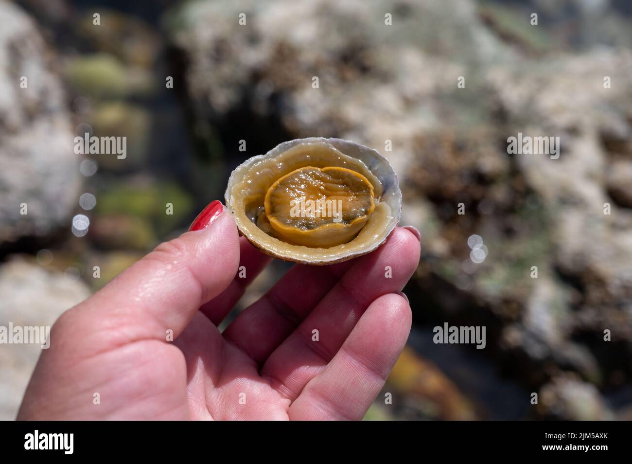 Edible sea water molluscs Patella caerulea, species of limpet in family ...