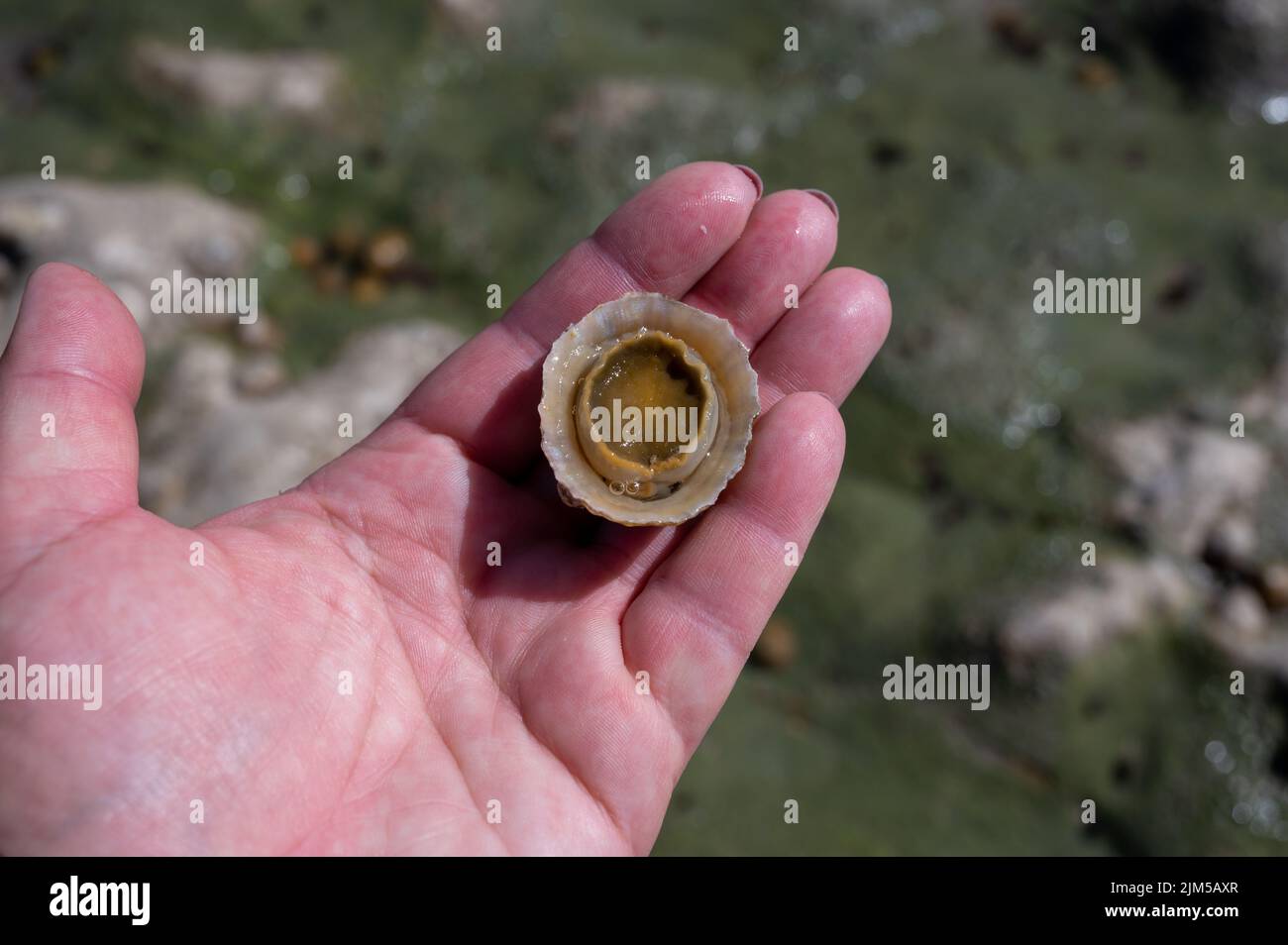 Edible sea water molluscs Patella caerulea, species of limpet in family ...