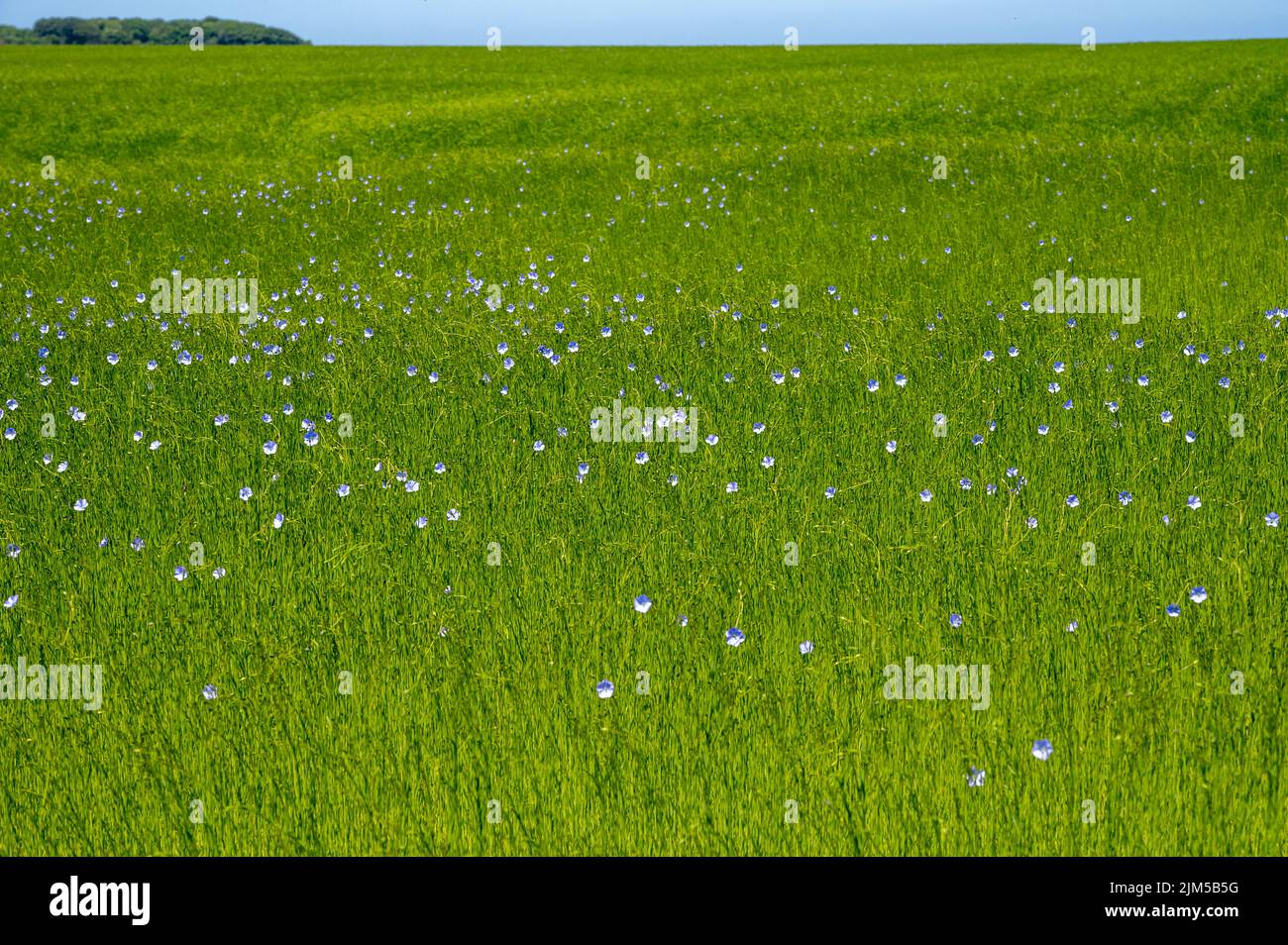 Green fields of flax linen plants in agricultural Pays de Caux region ...
