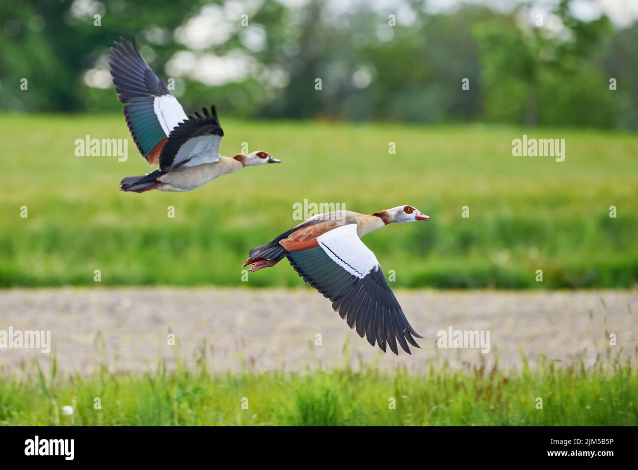 Egyptian geese birds in flight above the water (Alopochen aegyptiaca ...