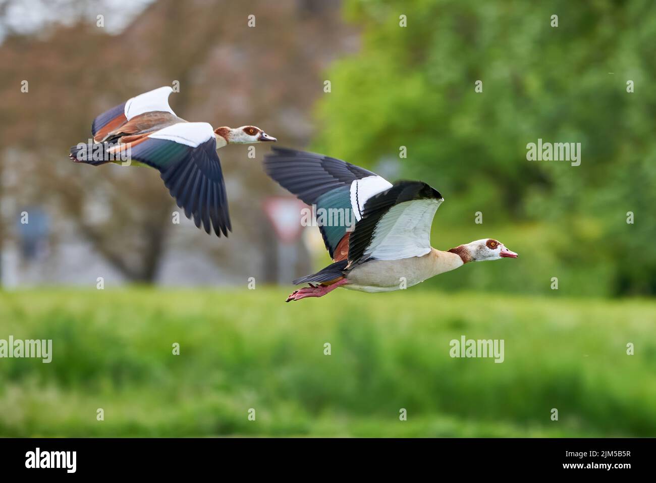 Egyptian geese birds in flight above the water (Alopochen aegyptiaca ...
