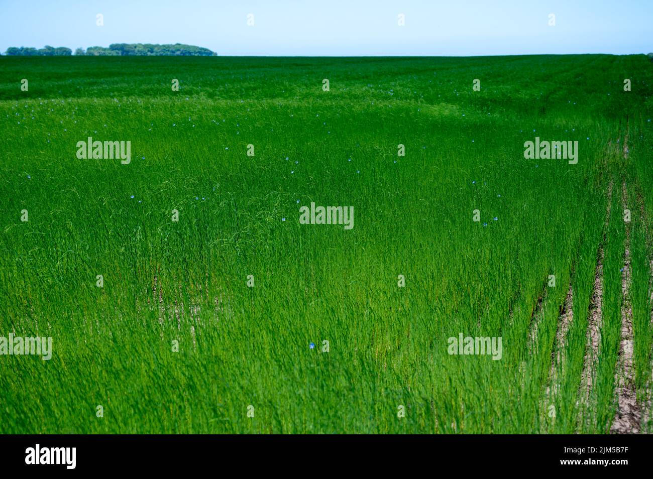Green fields of flax linen plants in agricultural Pays de Caux region ...