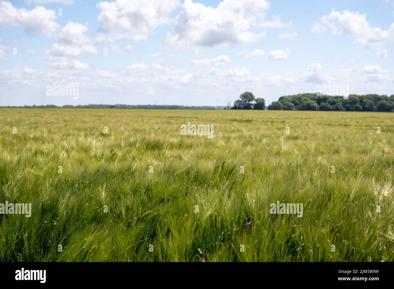 European organic grains, green fields of wheat plants in Pays de Caux ...
