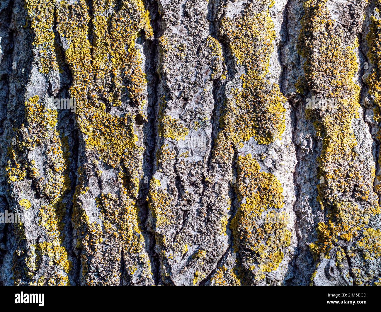 A closeup of an old pine tree bark texture partially covered with ...