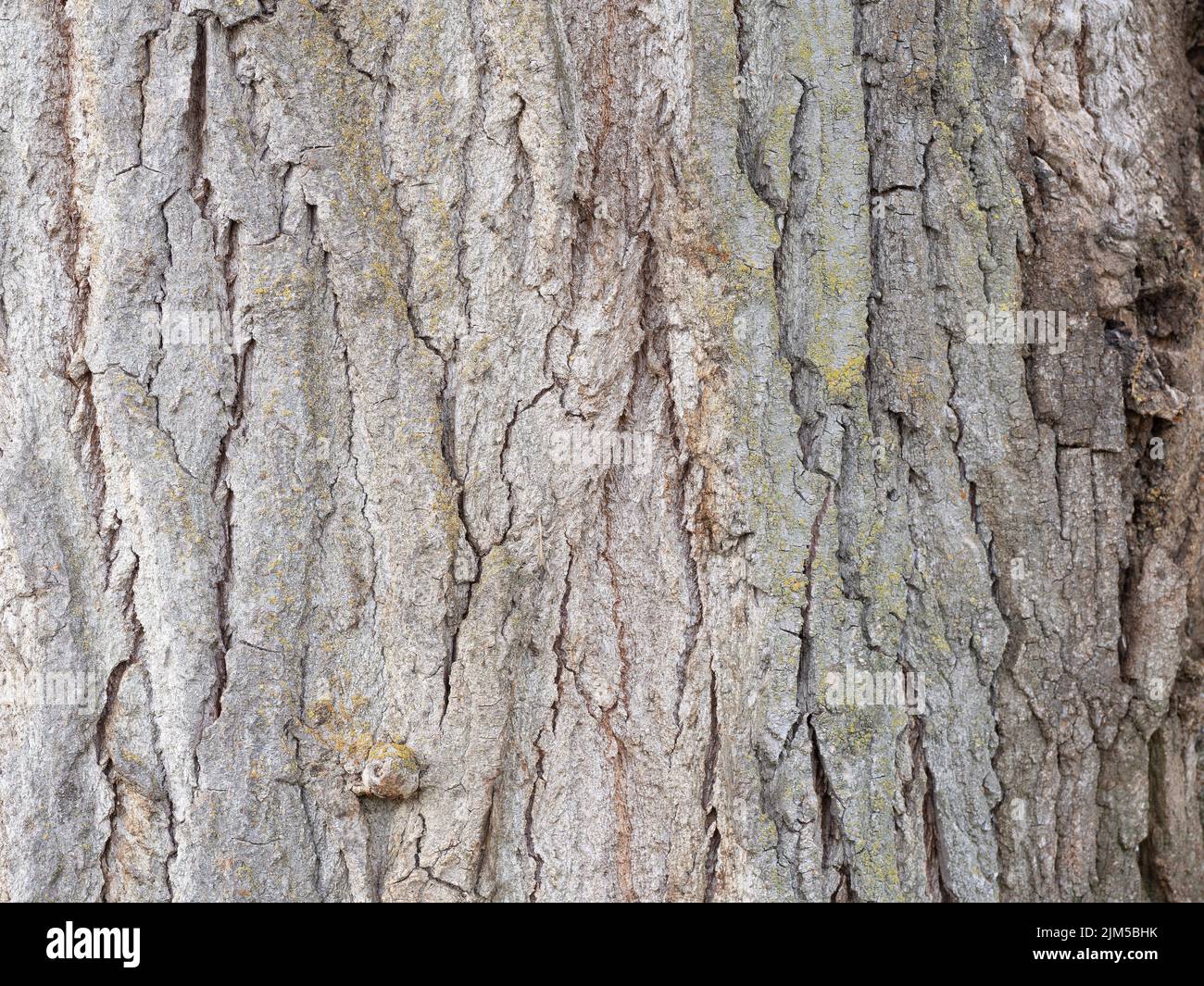 A closeup of an old pine tree bark texture Stock Photo - Alamy