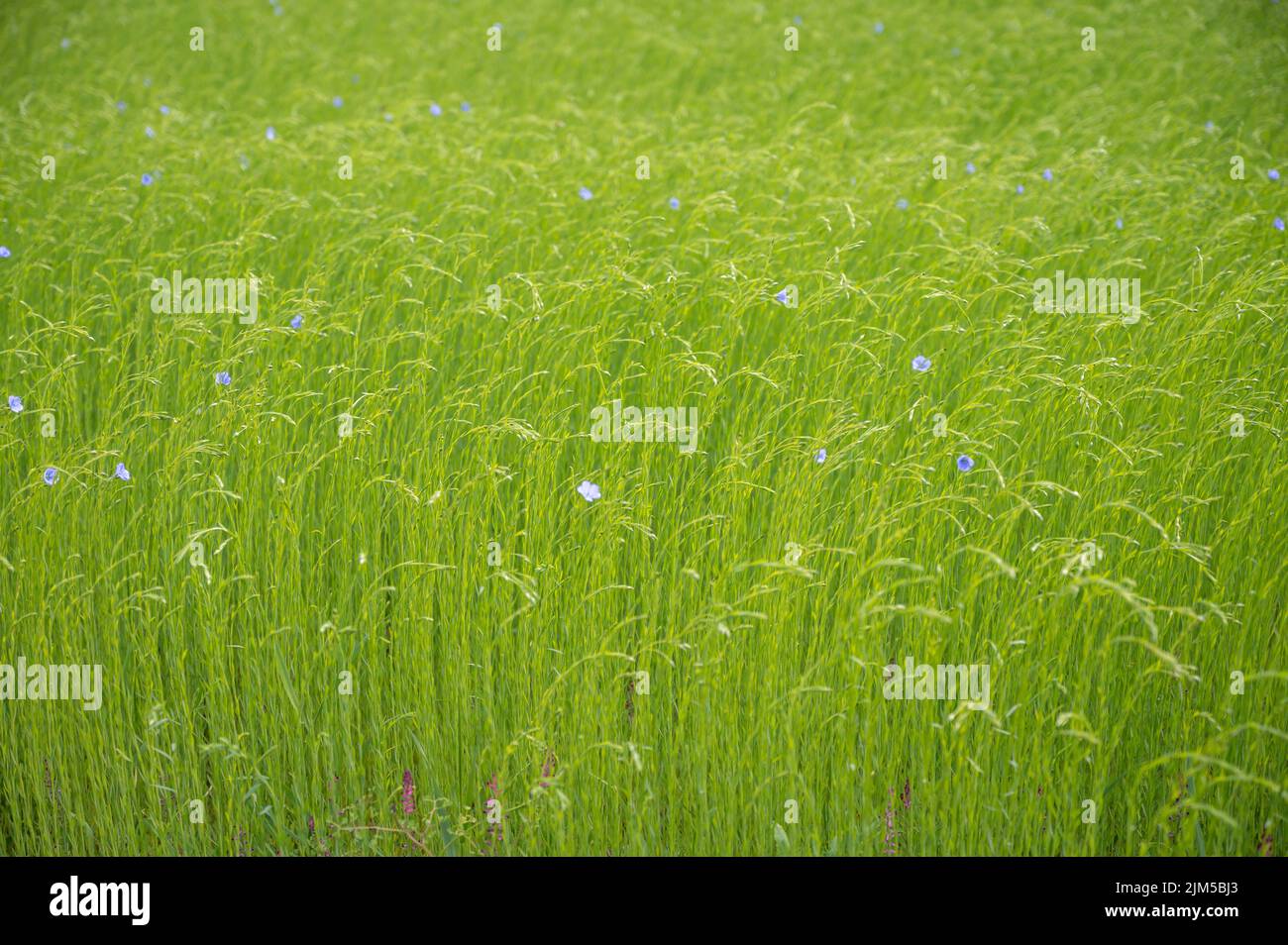 Green fields of flax linen plants in agricultural Pays de Caux region ...