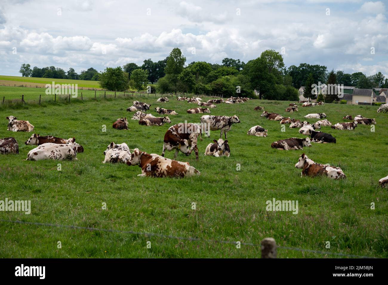 Herd of cows resting on green grass pasture, milk, cheese and meat ...