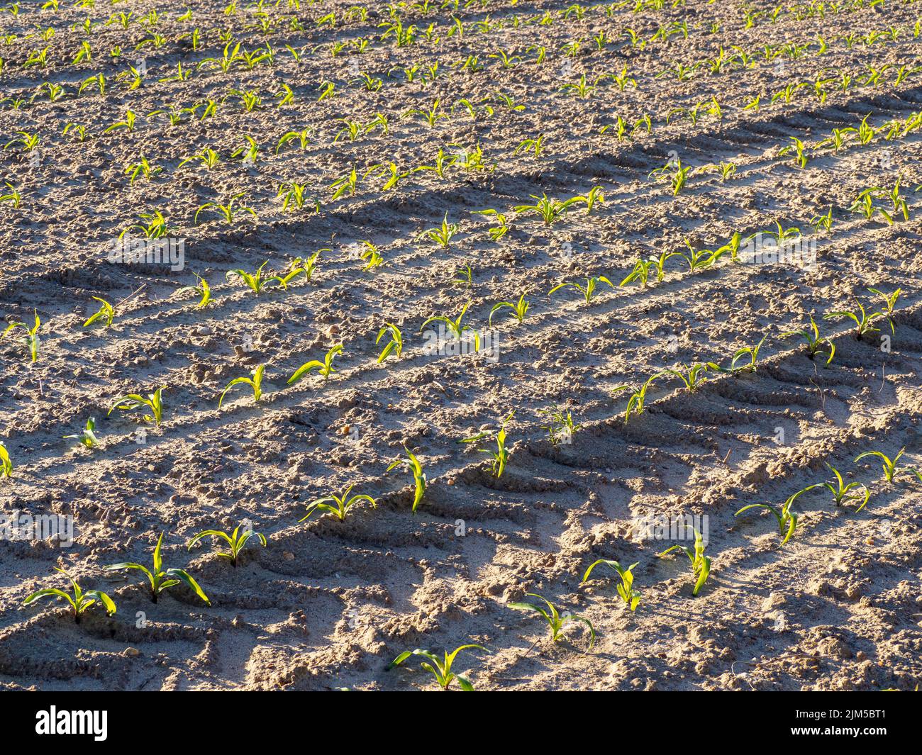 A high angle shot of growing sprouts on an agricultural field Stock ...