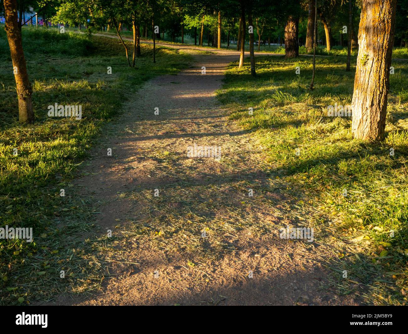 A walking turning trail through a green forest Stock Photo - Alamy