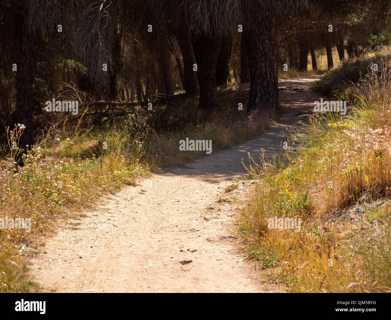 A walking turning trail through a green forest Stock Photo - Alamy