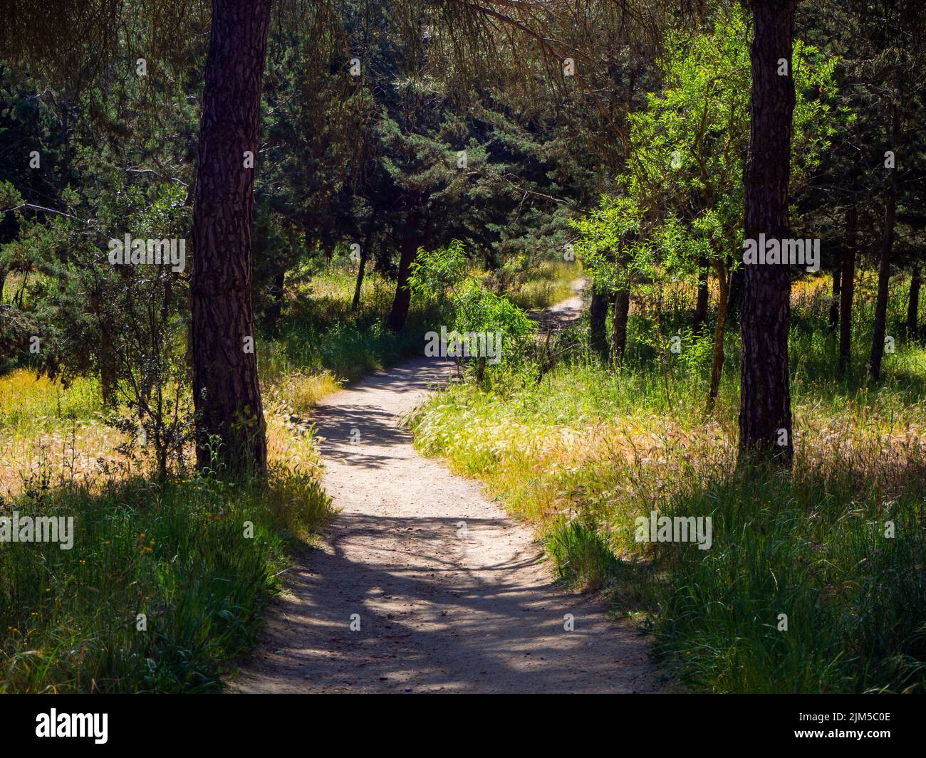 A walking turning trail through a green forest Stock Photo - Alamy