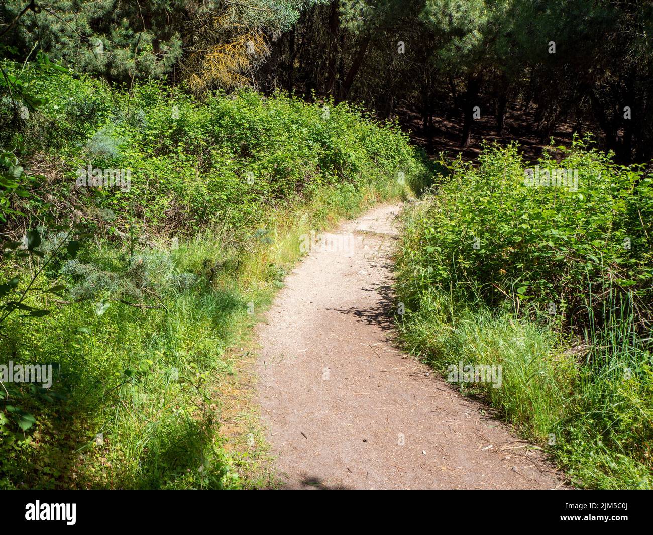 A walking turning trail through a green forest Stock Photo - Alamy
