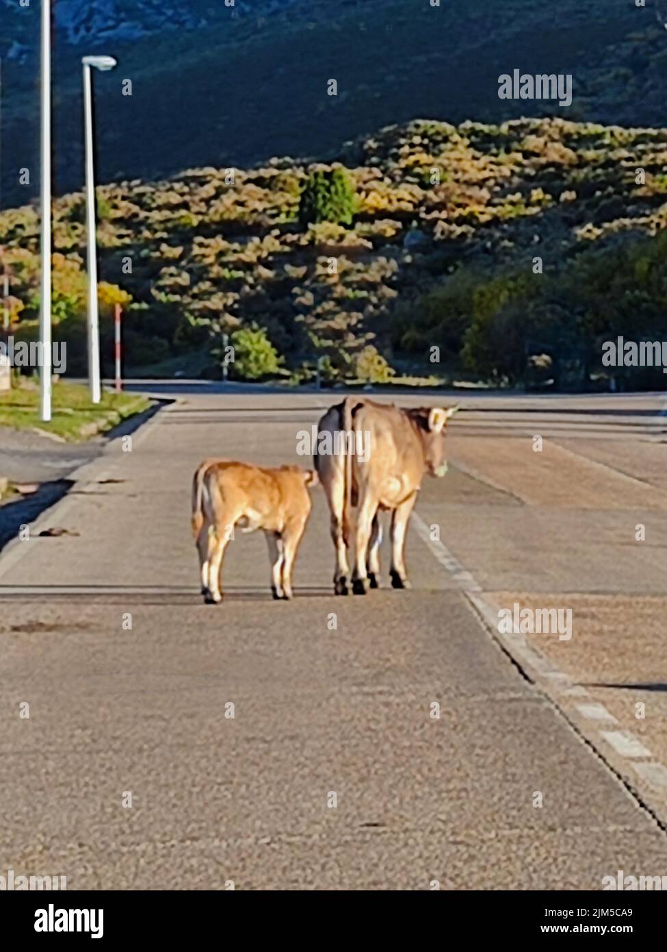 Two cow drivers hi-res stock photography and images - Alamy