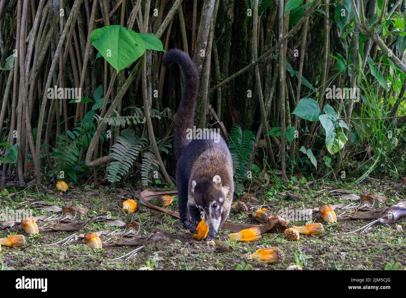 Coati also known as Coatimund eats fruits. In mistico arenal hanging ...