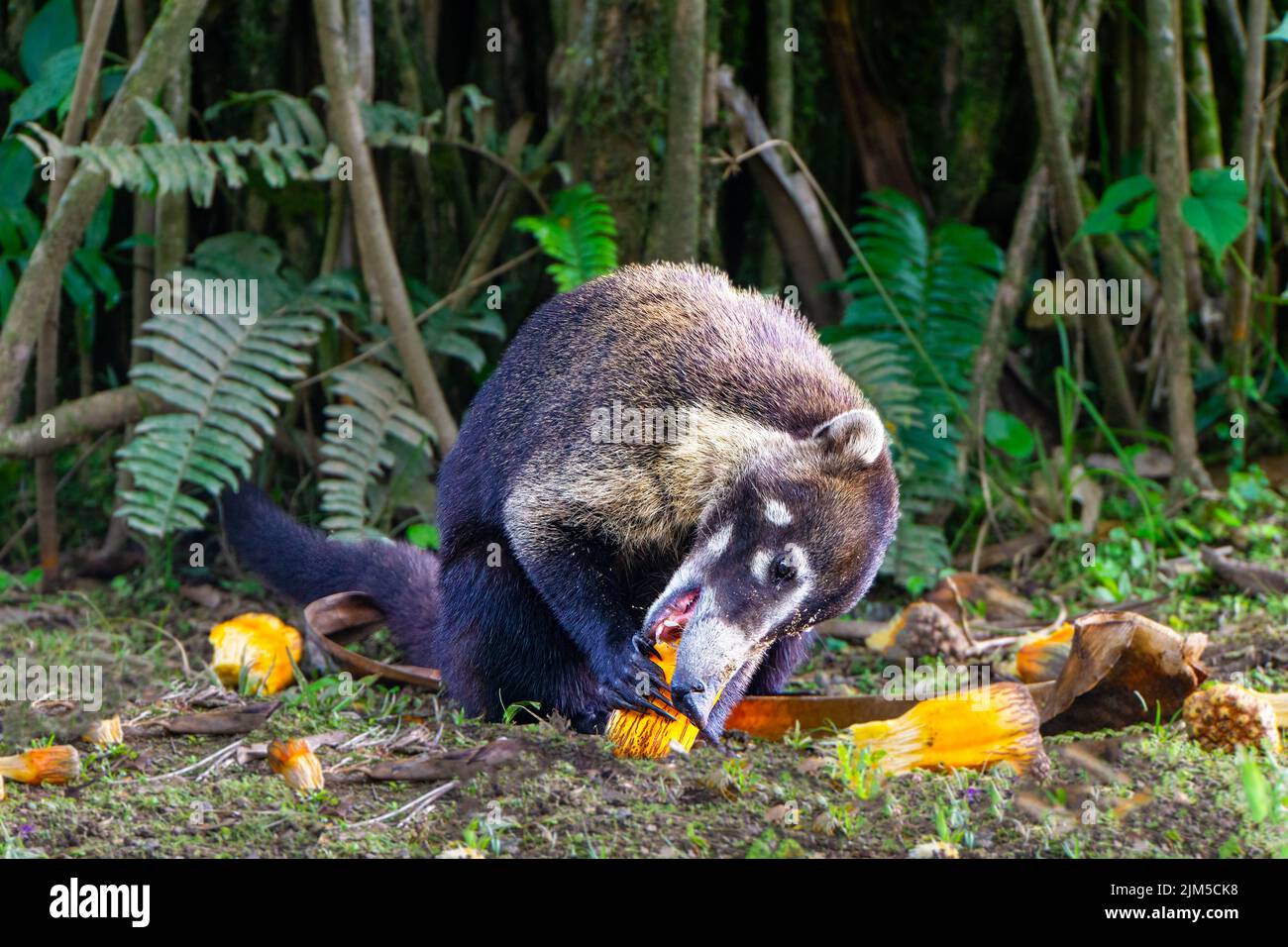 Close up of a coati or coatimund eating yellow fruits. In mistico ...