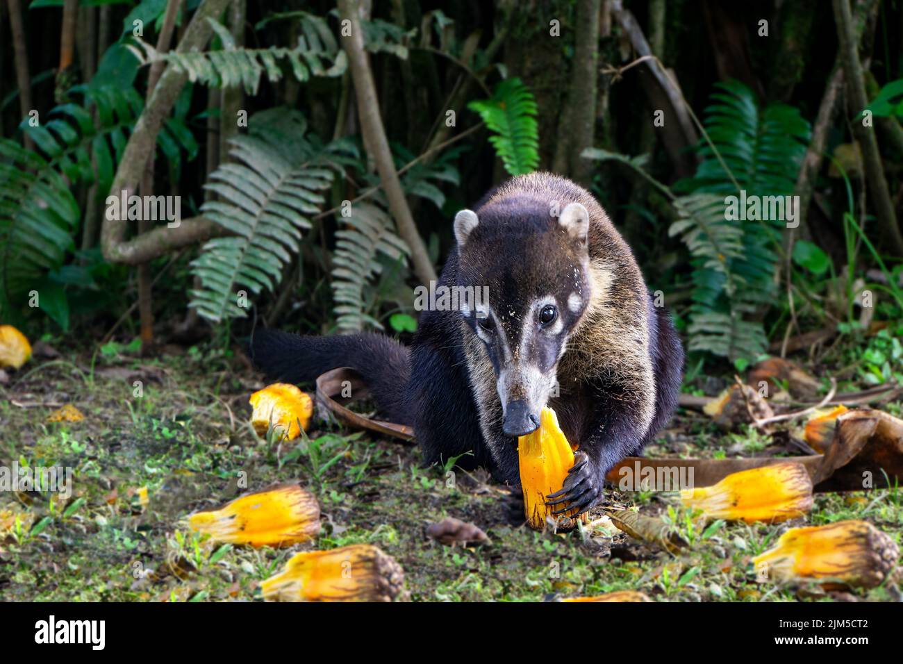 Close up of a coati eating fruits, green ferns in the background. In ...