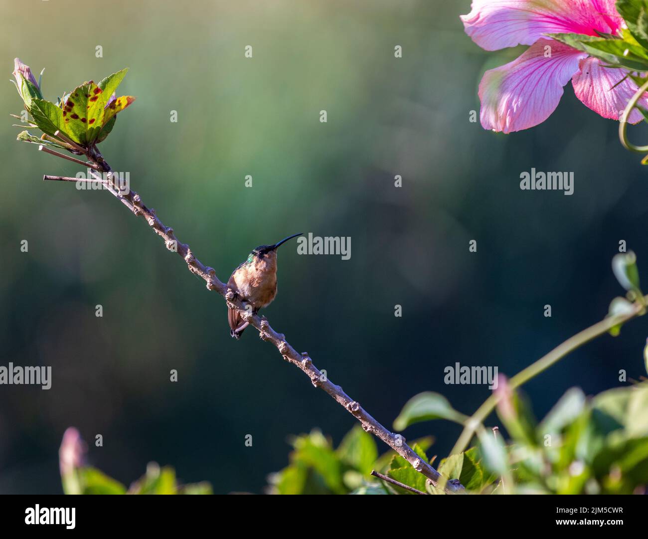 Slender sheartail doricha enicura hi-res stock photography and images ...