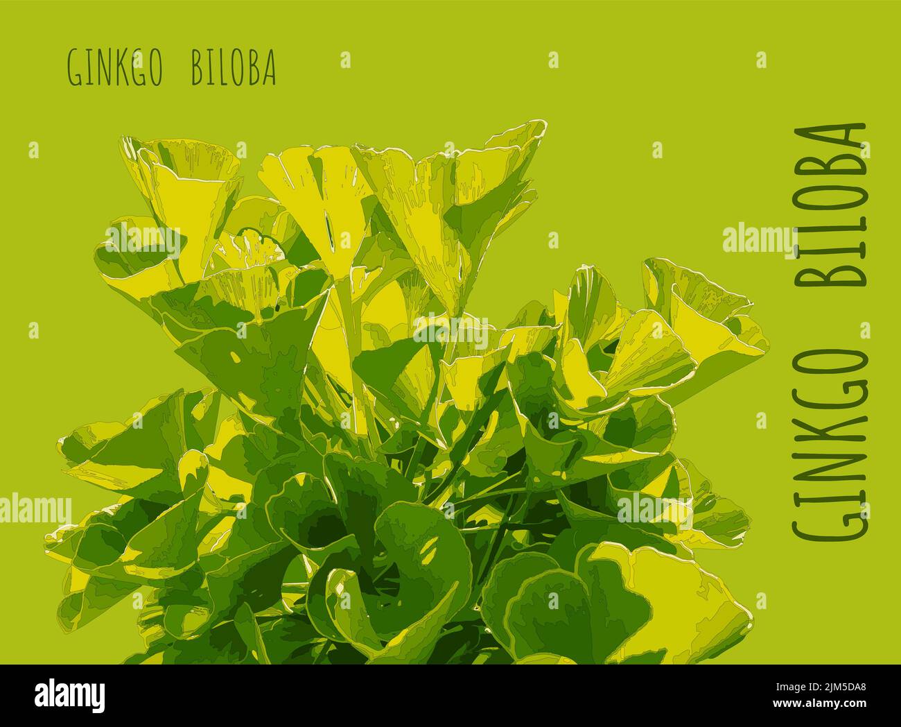 Ginkgo park Stock Vector Images - Alamy