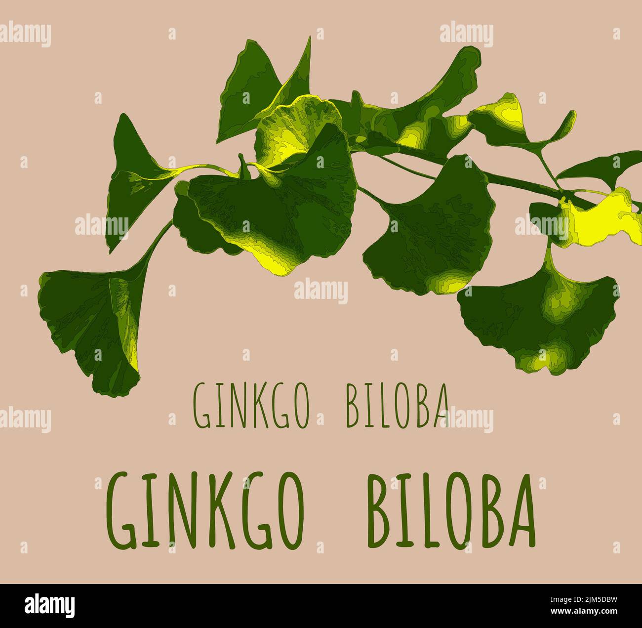 Illustration of fresh bright green ginkgo biloba leaves. Branch of a ...