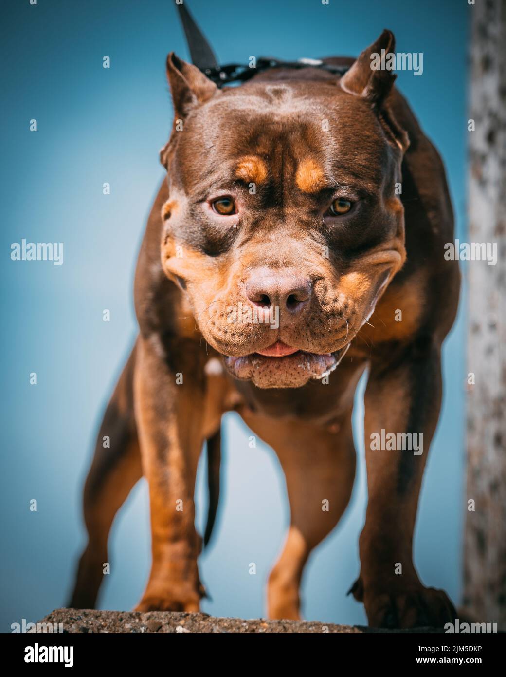 Xl bully hi-res stock photography and images - Alamy