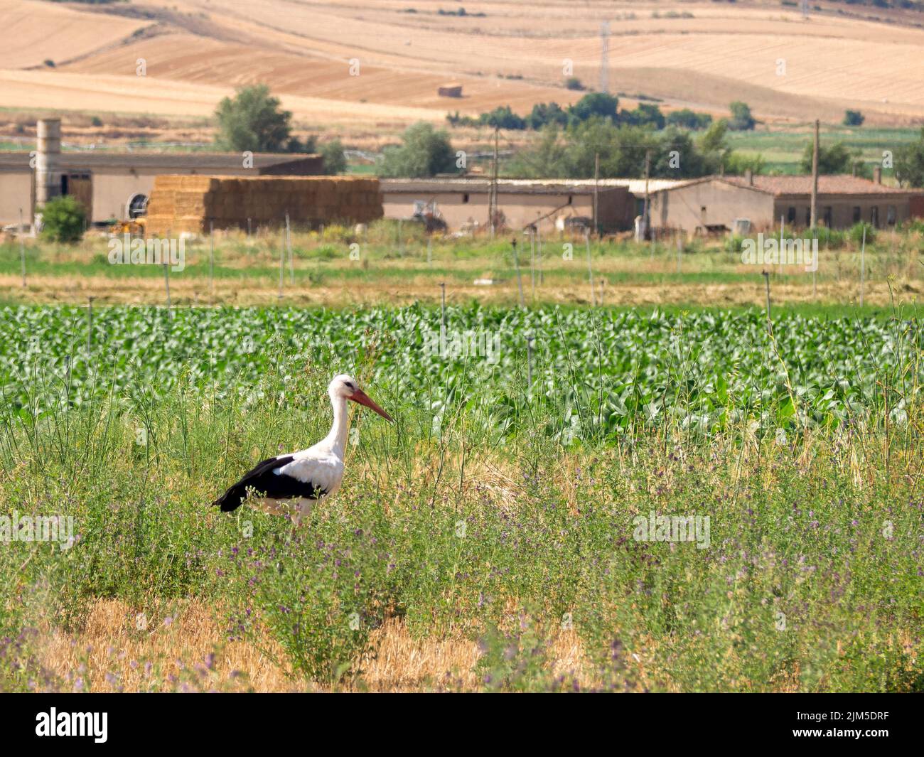 a shot of Stork walking in green farm field Stock Photo - Alamy