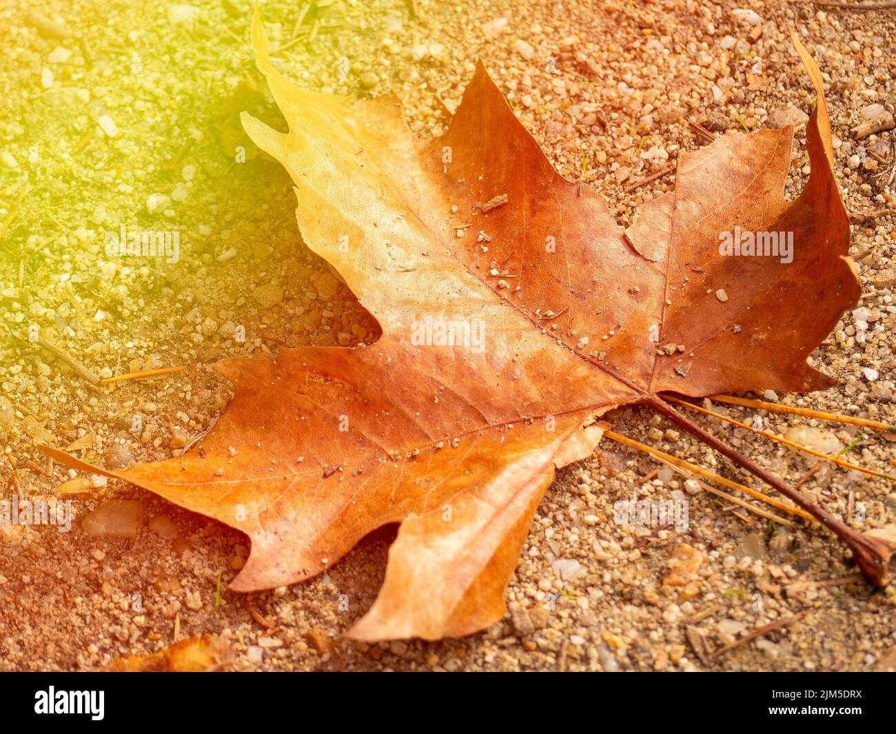 Plant leave and natural green environment Stock Photo - Alamy