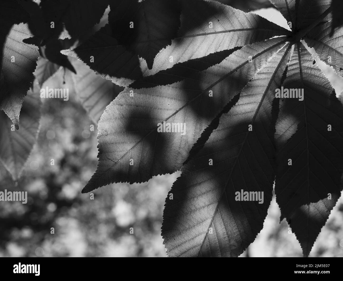Green tree leaves that become transparent with light in grayscale Stock ...