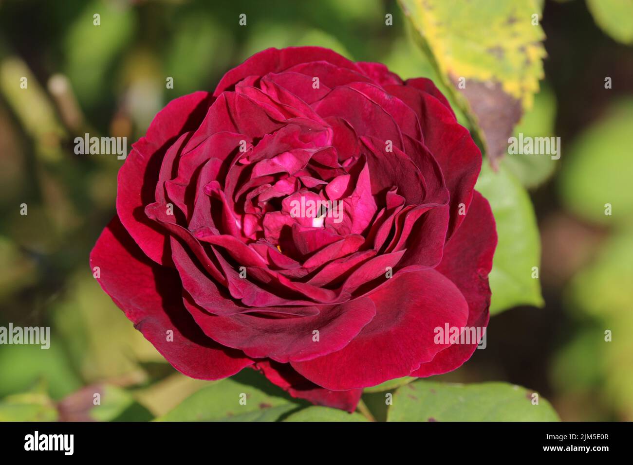 Red old climbing rose, Rosa variety Souvenir du Docteur Jamain, flower ...