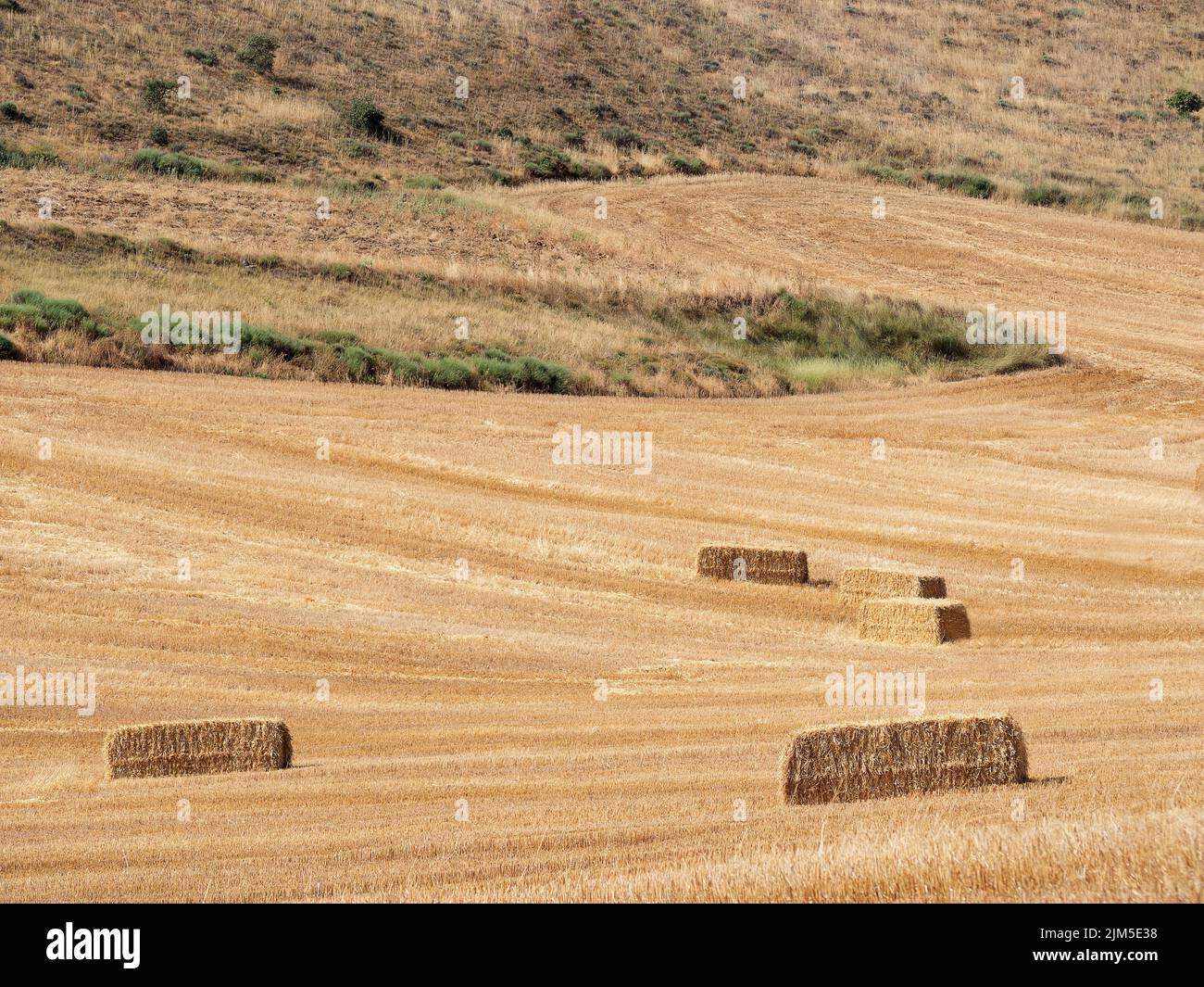 The freshly cut and rolled Hay Bales lay on a field Stock Photo - Alamy
