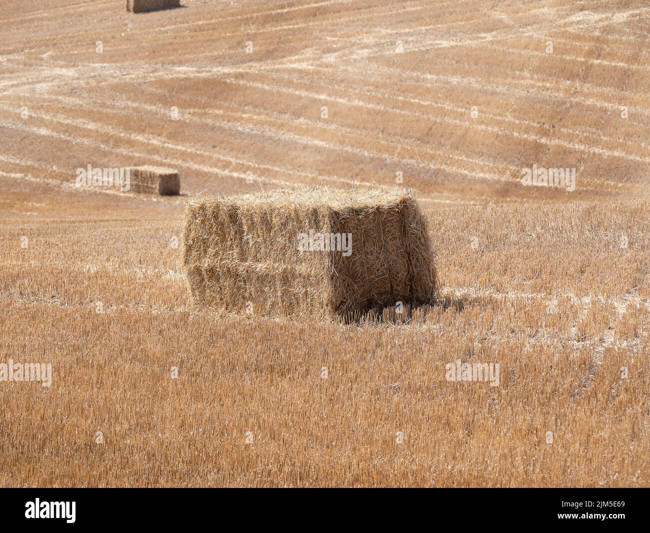 The freshly cut and rolled Hay Bales lay on a field Stock Photo - Alamy