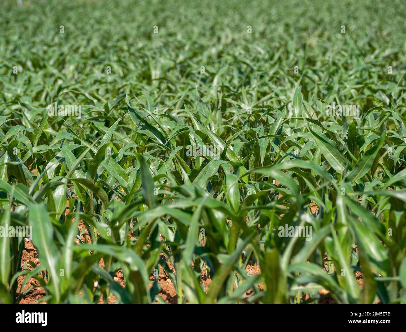 The corn in the field is green and tall and will be used as silage for ...