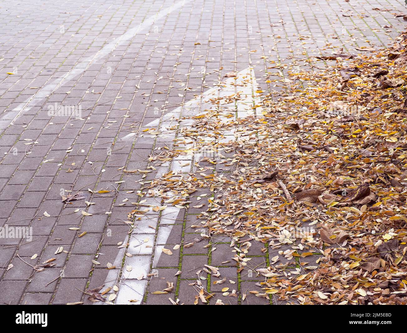 An autumn bike lane with brown and yellow leaves on the ground Stock ...