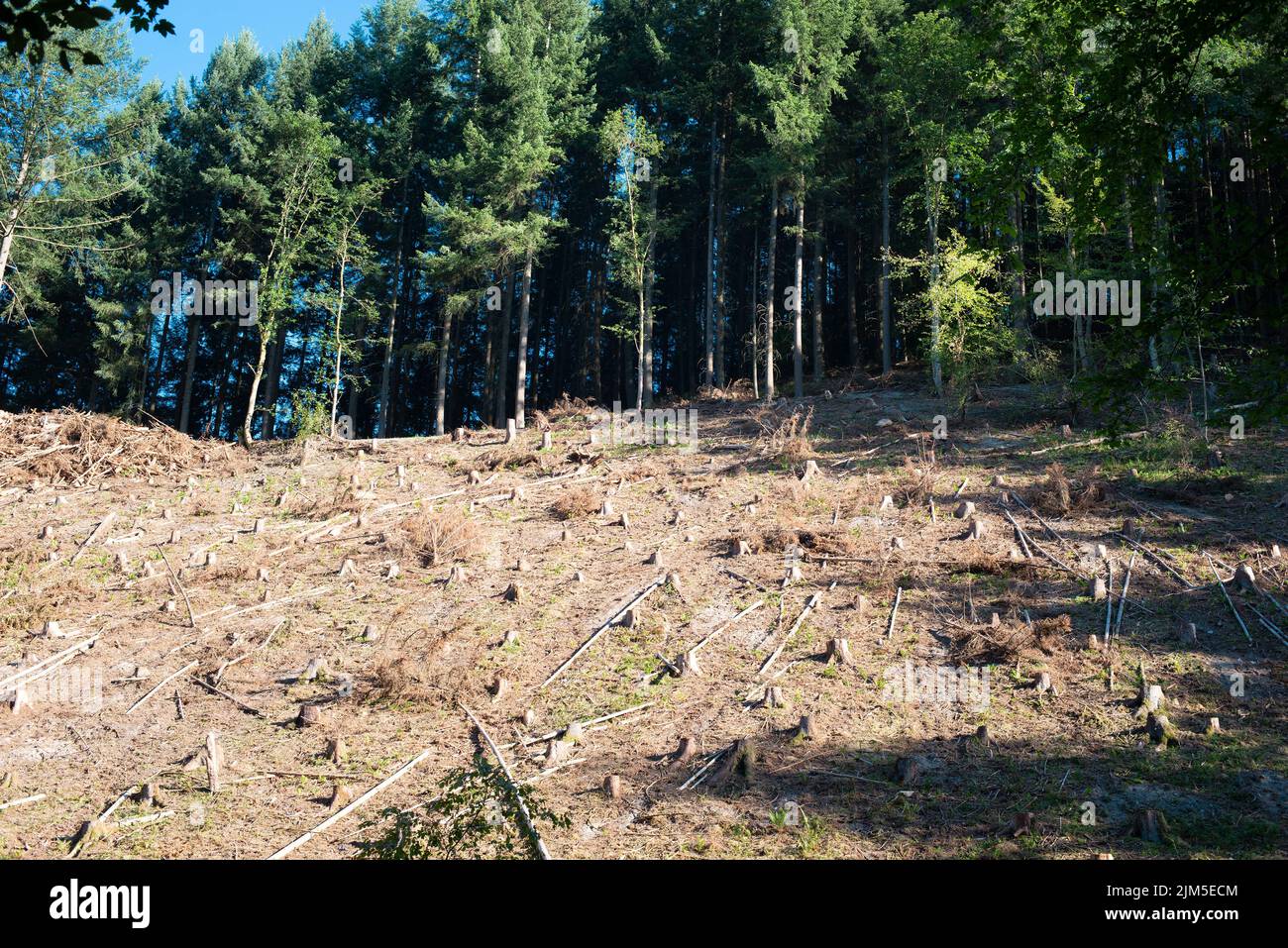 Forest in Germany, cut down trees, dried out ground after heat wave in ...