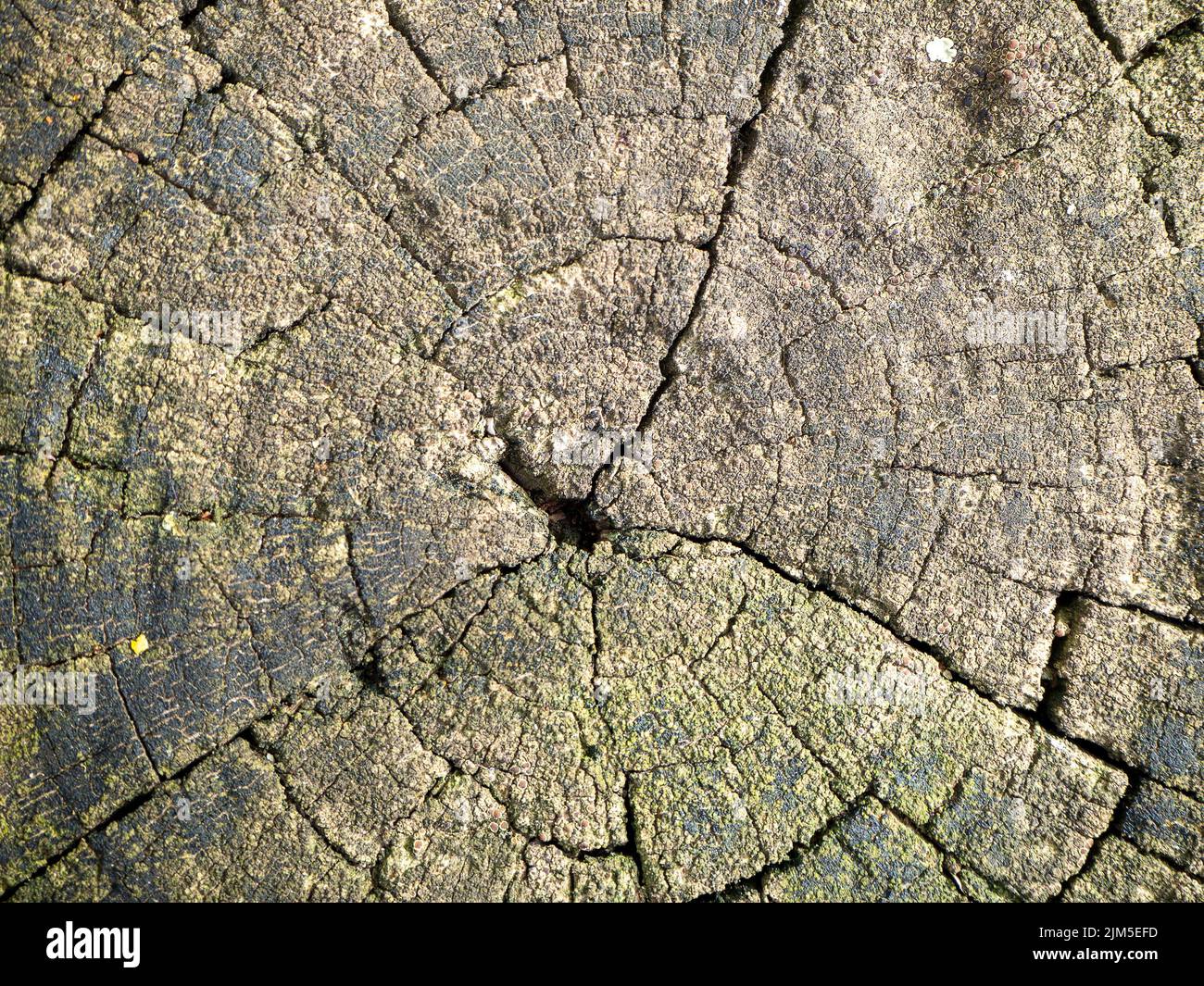 A closeup of a wood texture background Stock Photo - Alamy