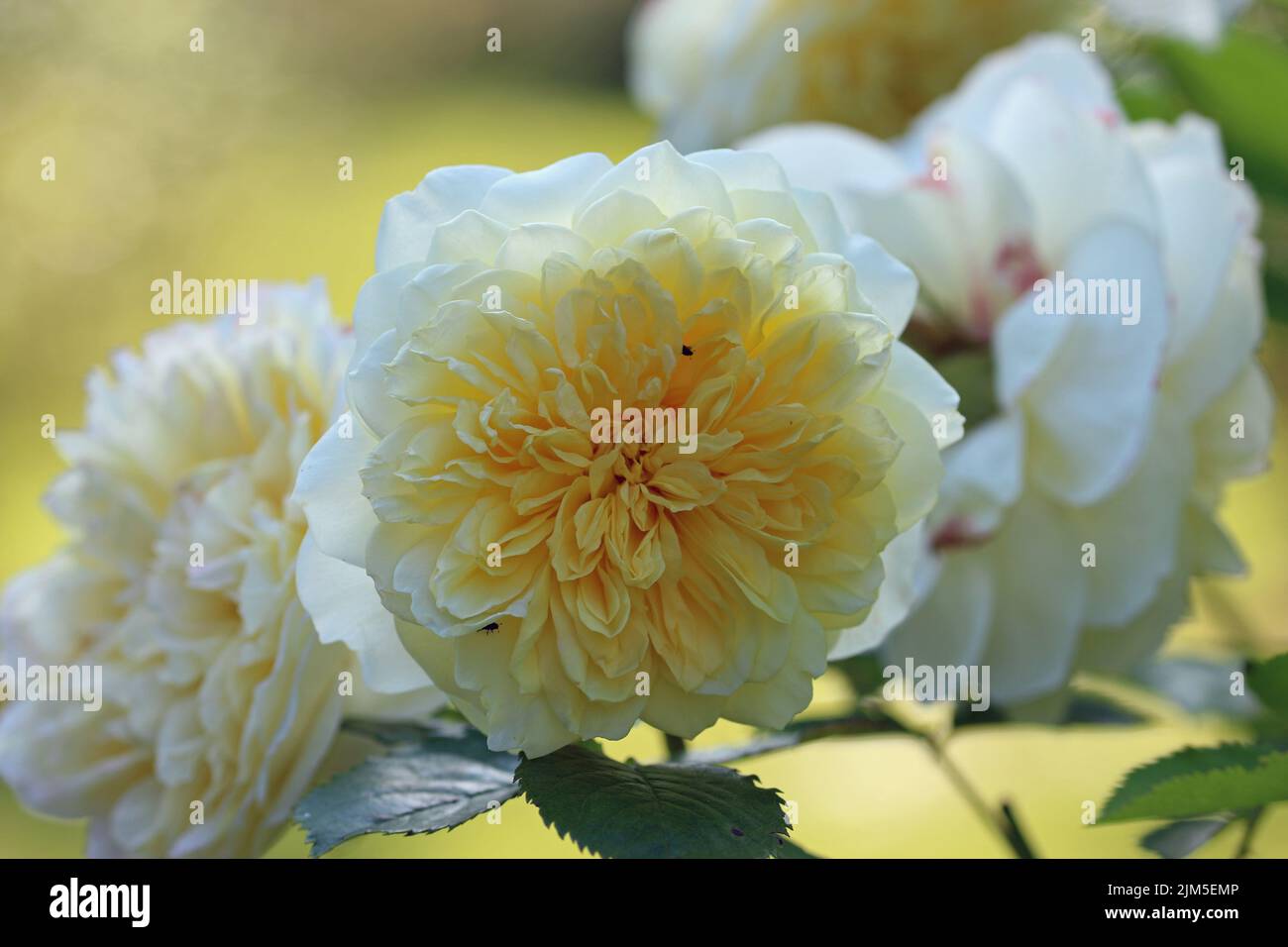 White rose flower with yellow centre, Rosa species of unknown variety ...