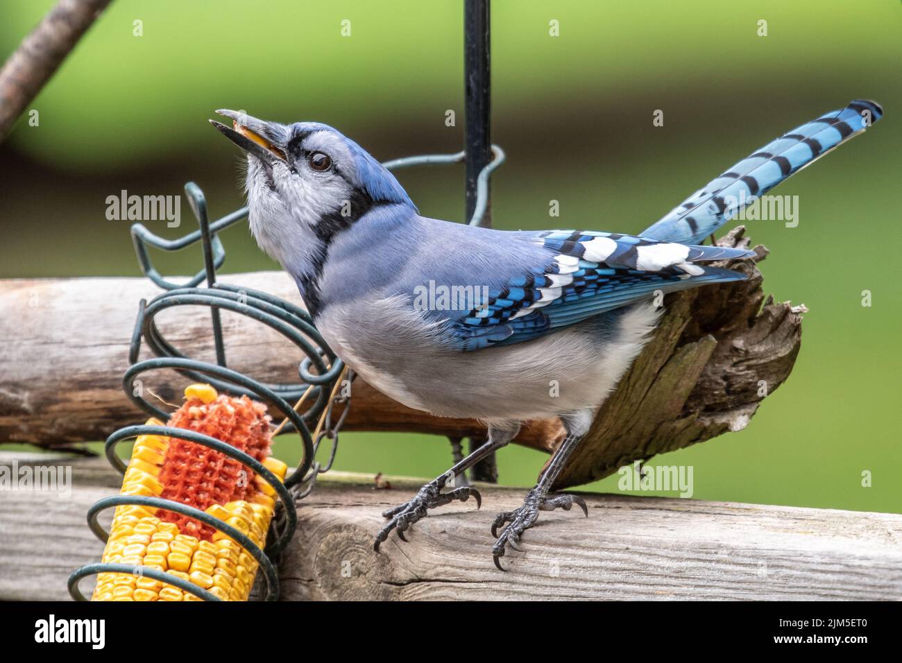 Bird eating corn hi-res stock photography and images - Alamy