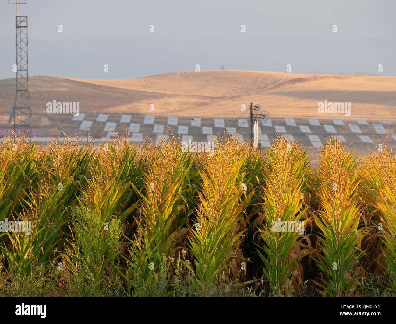 A beautiful shot of the organic corn plantation farming with a solar ...