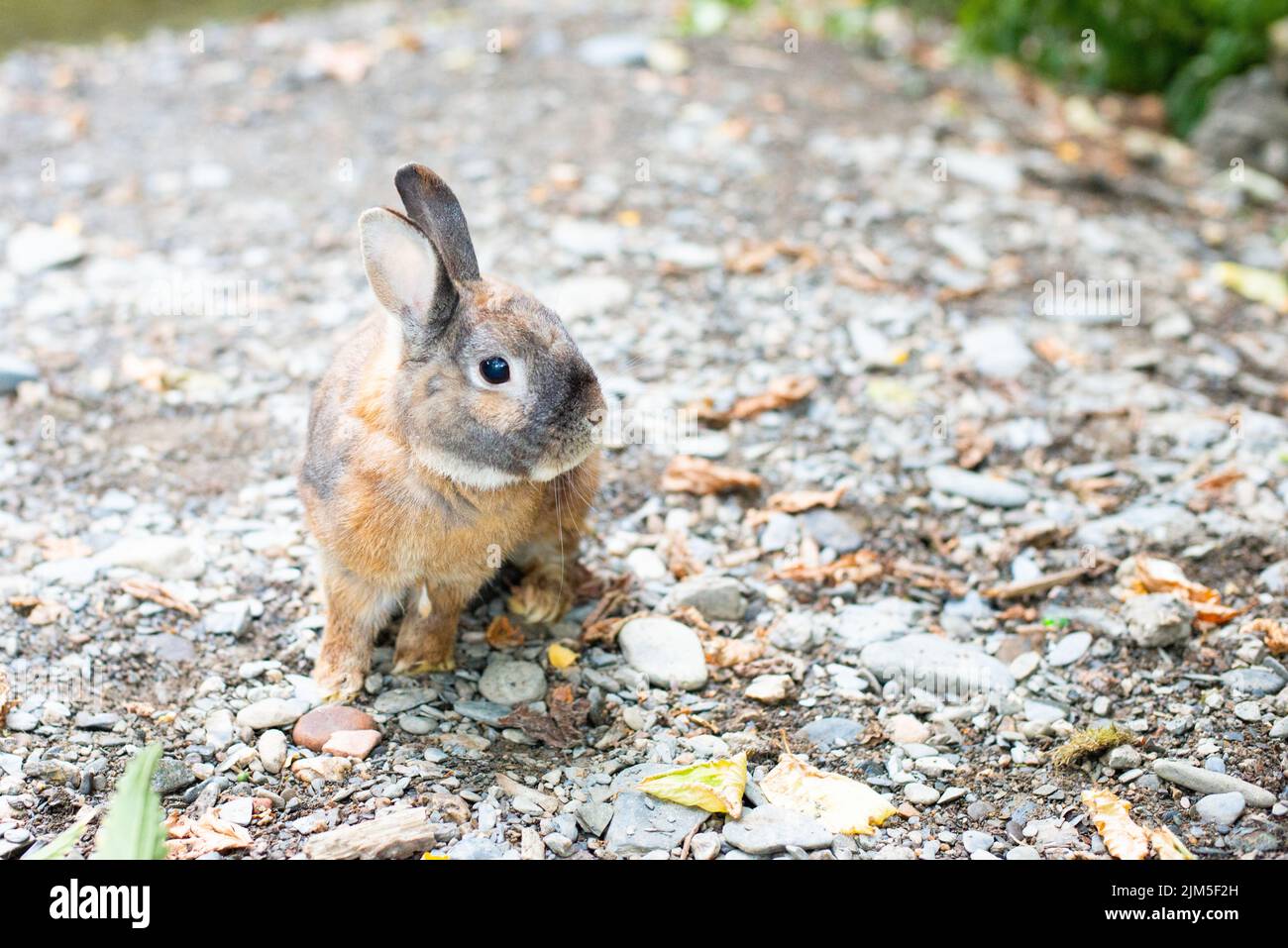 Young rabbit in nature, wildlife animals at the countryside, mammal of ...