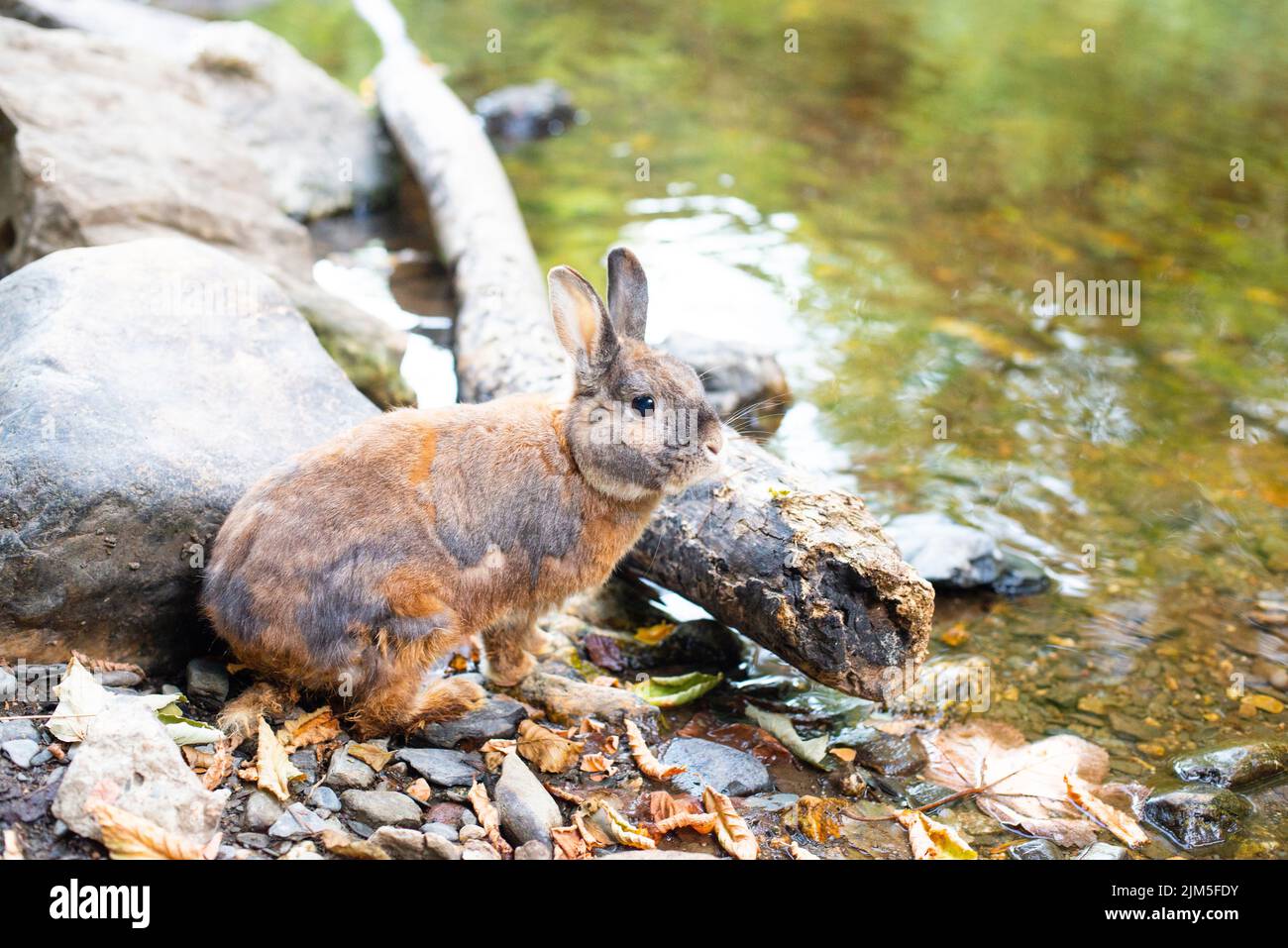 Young rabbit drinking water from the river, wildlife animals at the ...