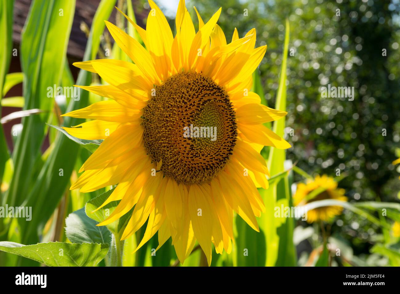 Closeup big fresh sunflower hi-res stock photography and images - Alamy
