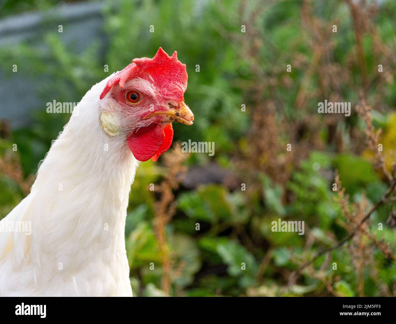 A portrait of a white hen on a farm Stock Photo - Alamy
