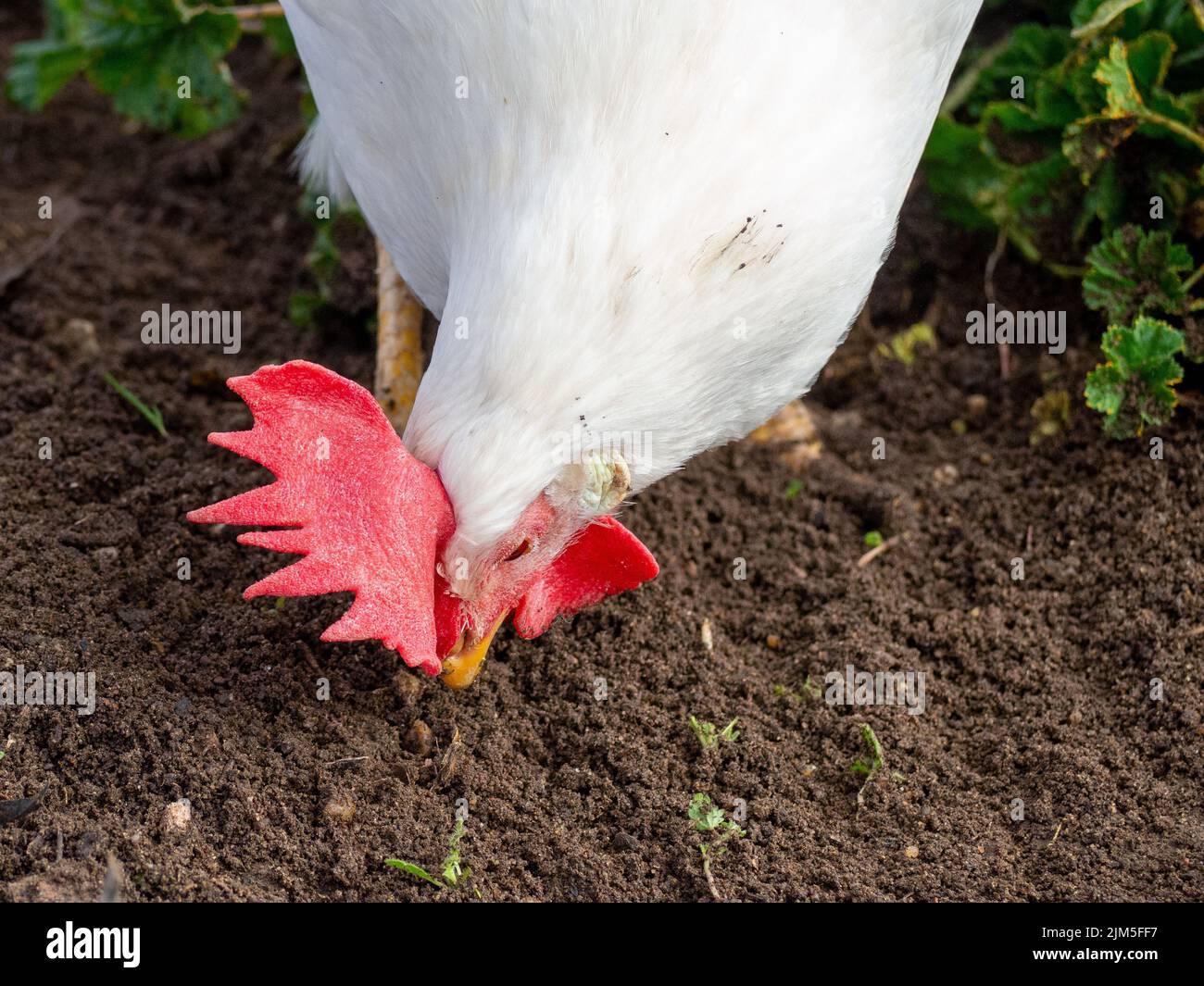 A closeup shot of a white hen on a farm Stock Photo - Alamy
