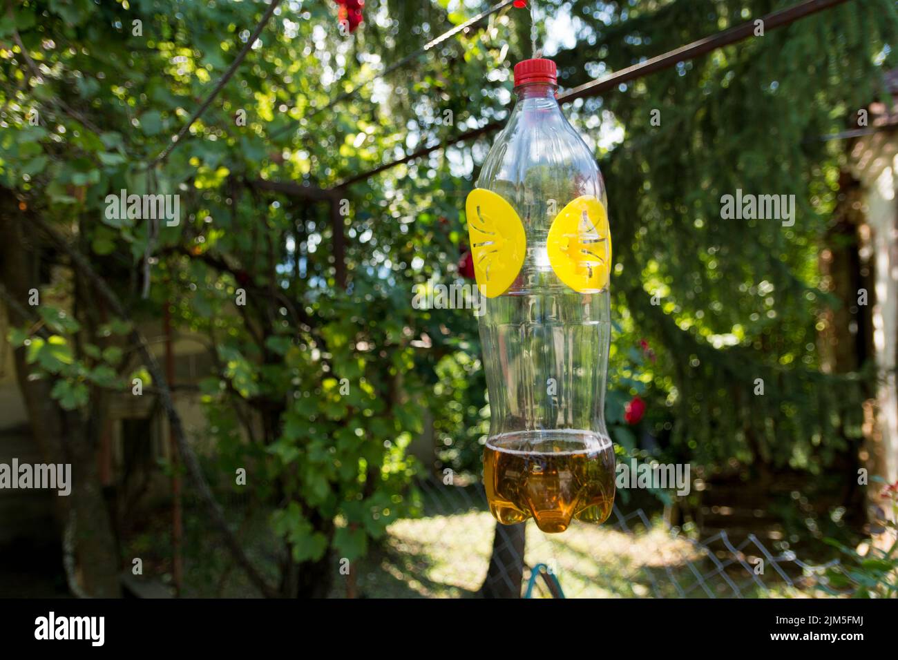 Homemade trap for wasps and hornets made with plastic bottles and hung ...