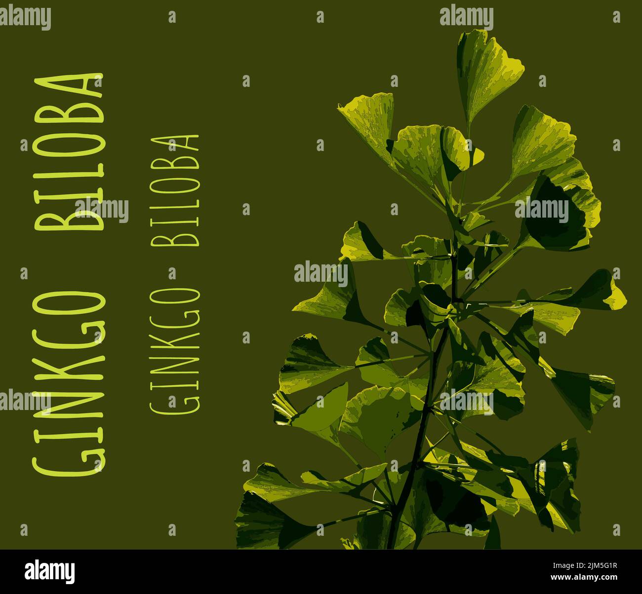 Illustration of fresh bright green ginkgo biloba leaves. Branch of a ...