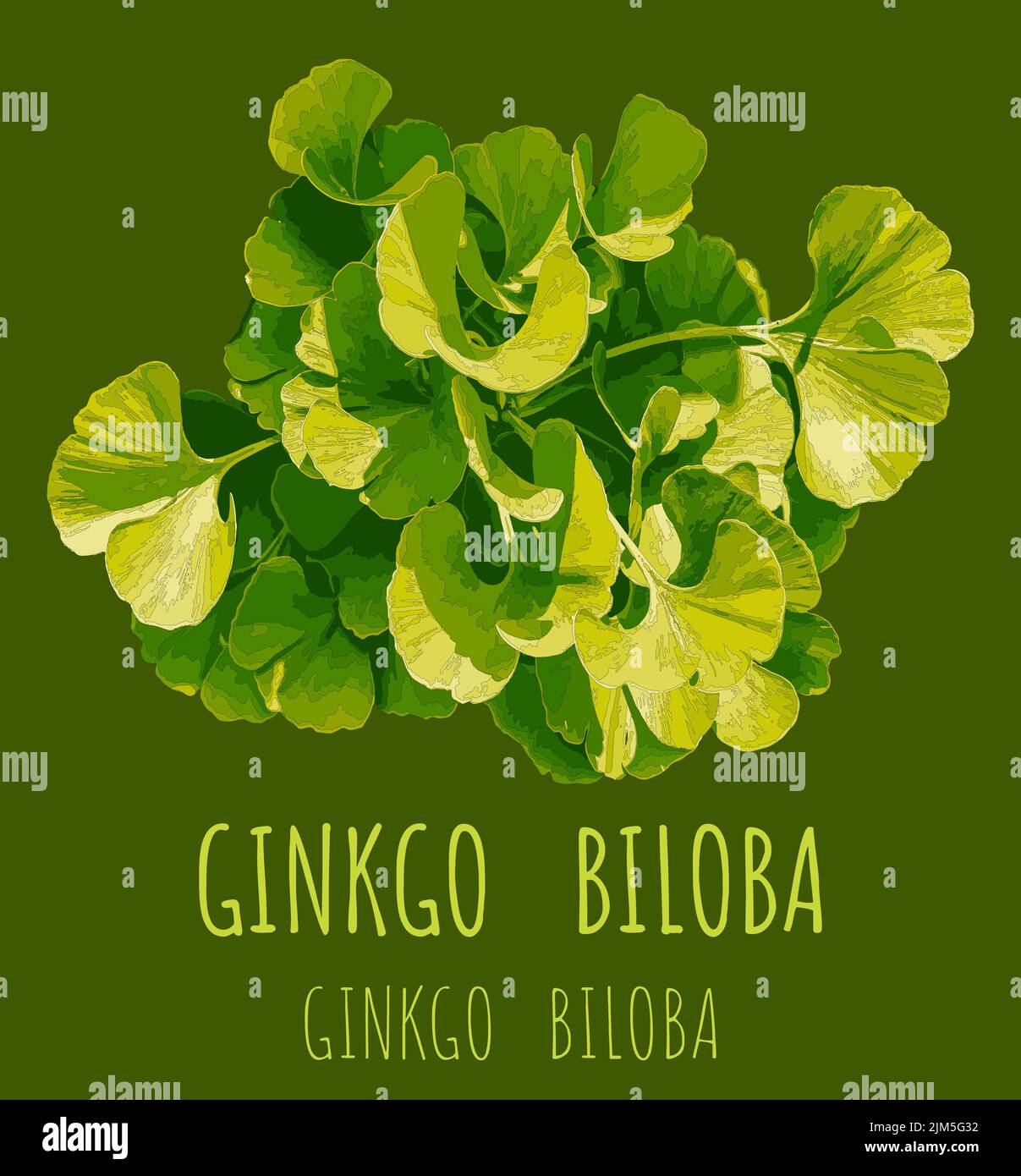 Illustration of fresh bright green ginkgo biloba leaves. Branch of a ...