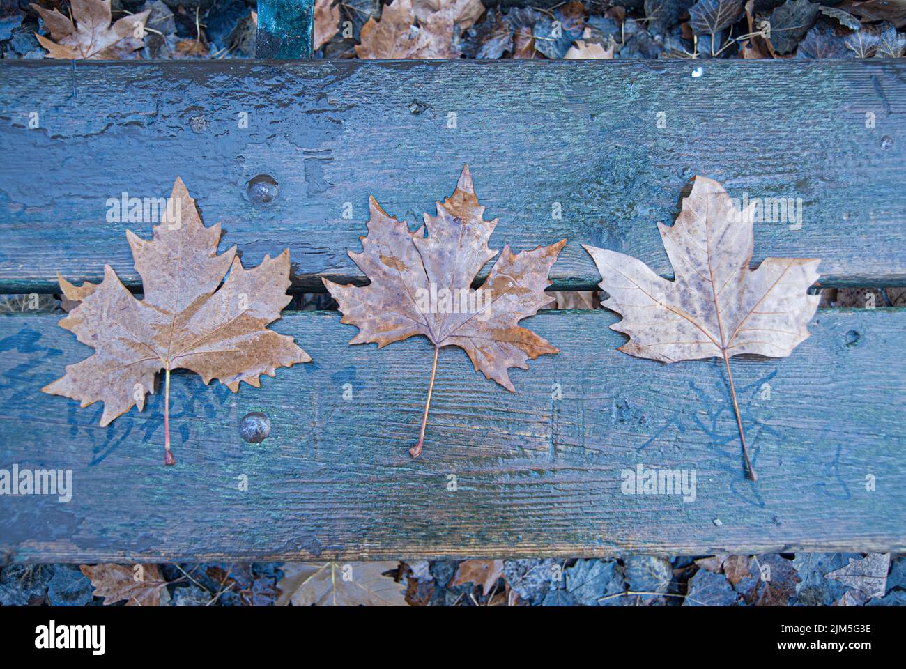 A few fallen Maple tree leaves on a wooden park bench Stock Photo - Alamy