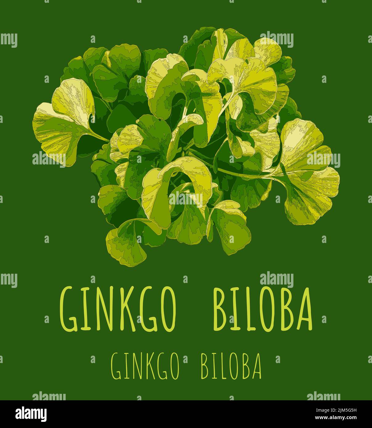 Illustration of fresh bright green ginkgo biloba leaves. Branch of a ...
