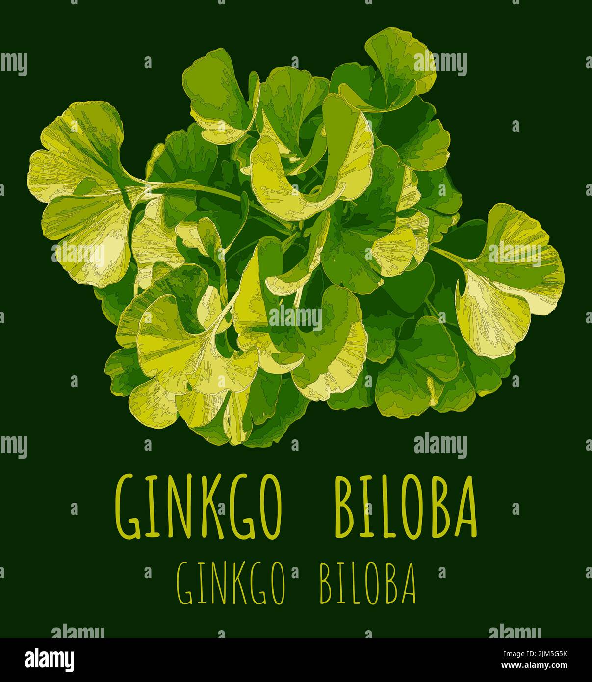 Illustration of fresh bright green ginkgo biloba leaves. Branch of a ...