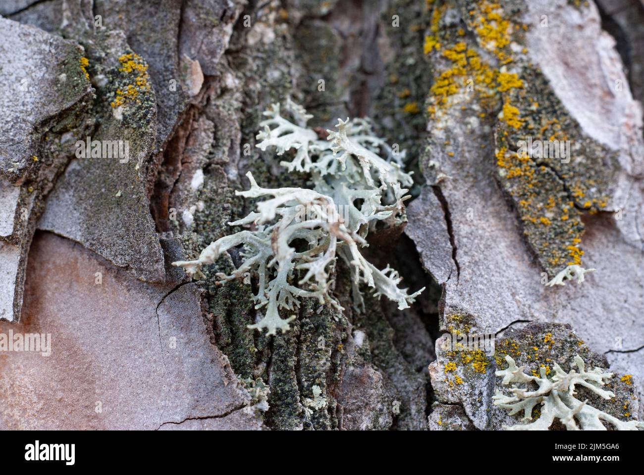 A closeup of a lichen on a tree in a forest Stock Photo - Alamy