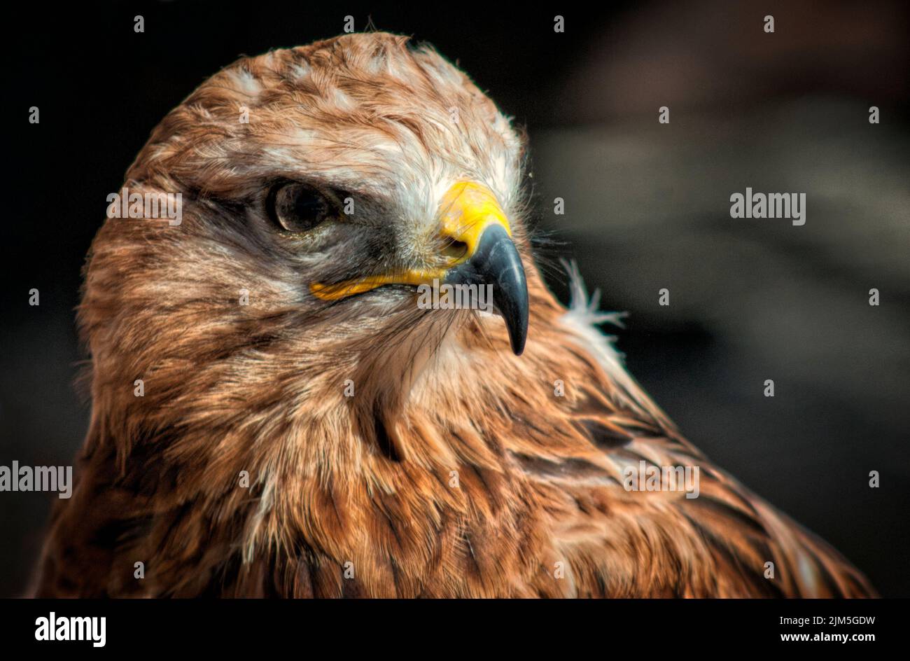 A portrait of a brown hawk Stock Photo - Alamy